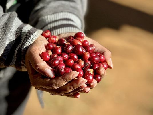 Madagascar Coffee Company: Specialty Coffee: Sourced with Ethics