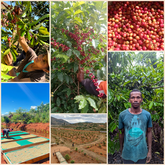 Madagascar Coffee Company: Specialty Coffee: Sourced with Ethics